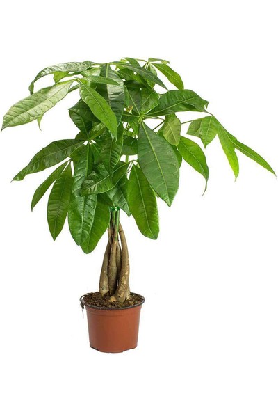 Para Ağacı 40-50CM Pachira