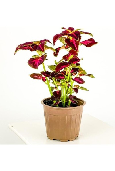 Biorganix Yaprağı Güzel Yaprak Güzeli Kolyos Çingene Şalvarı Ikili Set Biorganix Yaprağı Güzel Yaprak Güzeli Kolyos Çingene Şalvarı Ikili Set