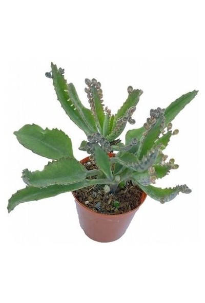 Aşkın Gözyaşları Çiçeği 15-25 cm Kalanchoe Daigremontiana Echeveria