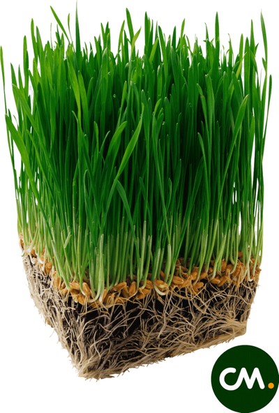 Hb Botanic Doğal Kedi Çimi Toprağı X4 Adet Özel Karışım 500 gr + 100 gr Kedi Çimi Tohumu Hb Botanic Doğal Kedi Çimi Toprağı X4 Adet Özel Karışım 500 gr + 100 gr Kedi Çimi Tohumu