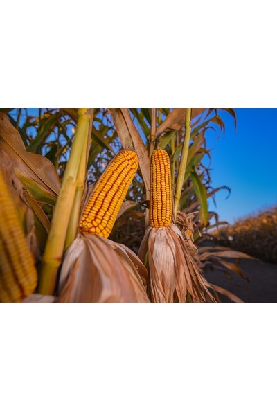 May 77MAY35 Danelik Mısır Tohumu 50000 Tohum