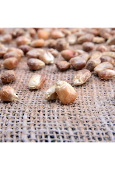Gavurga Mısırı 250GR