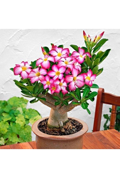 Arabic Adenium Çöl Gülü Çiçeği Fidanı