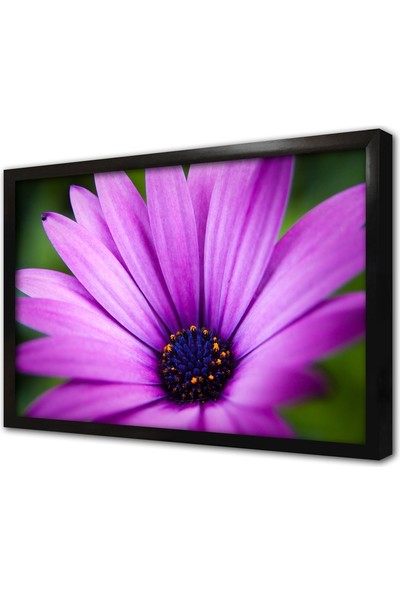Tablosan Lila Çiçek Makro Çekim Çerçeveli Cam Tablo