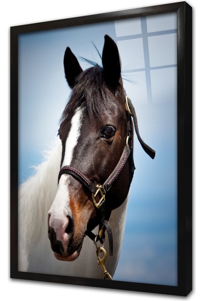 Tablosan Yakın Çekim At Çerçeveli Cam Tablo