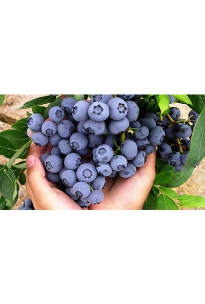 Taze Dükkan Yaban Mersini Blueberry, Likapa 250 gr