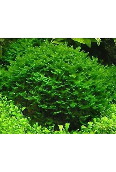İthal Bitki Pellia Moss Cup Canlı Bitki İthal Bitki Pellia Moss Cup Canlı Bitki