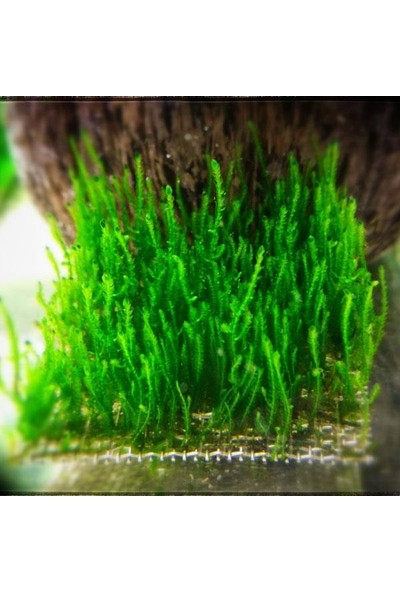 İthal Bitki Stringy Tele Sarılı Yeni Sarım Canlı Bitki 5 x 5 cm İthal Bitki Stringy Tele Sarılı Yeni Sarım Canlı Bitki 5 x 5 cm