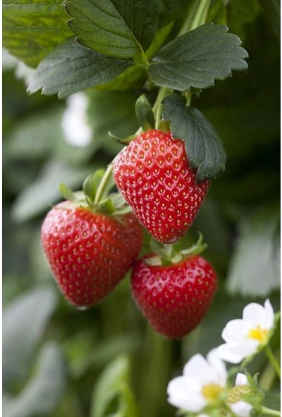 Dört Mevsim Tohumcu Çilek Tohumu (100 Tohum)