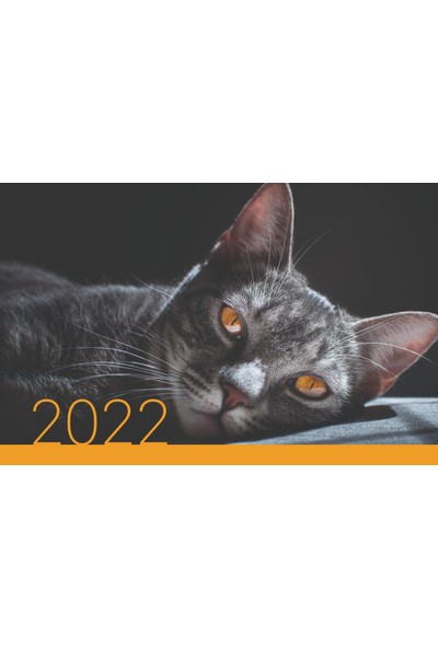 Gıpta 2022 Kedi Bristol Gemici 3 Aylık Duvar Takvimi 78 x 33 cm
