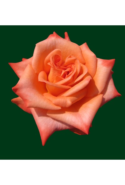 Dolce Vita Aşılı Baston Gül 90 cm