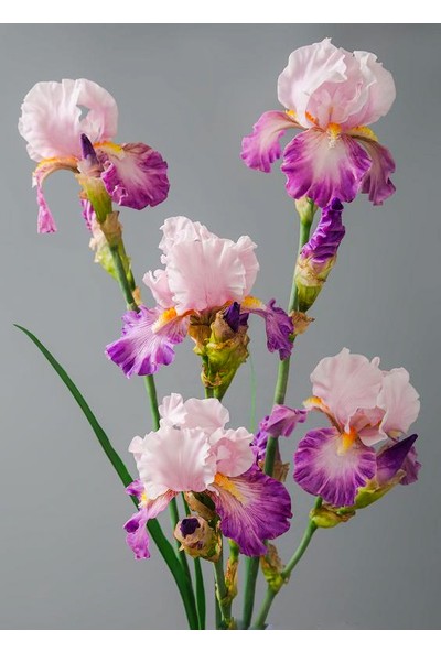 Lobelya Tohumculuk 2 Adet Mor-Pudra Renkli Fırfırlı Süsen Çiçeği Soğanı Kokulu