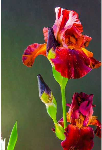 Lobelya Tohumculuk 2 Adet Kırmızı-Sarı Renkli Süsen Çiçeği Soğanı Kokulu Lobelya Tohumculuk 2 Adet Kırmızı-Sarı Renkli Süsen Çiçeği Soğanı Kokulu