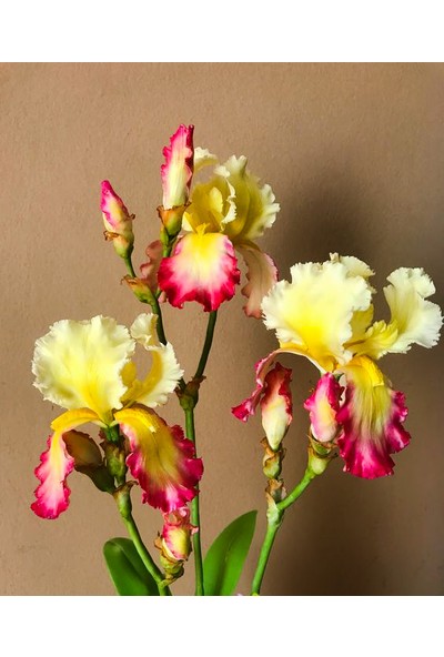 Lobelya Tohumculuk 2 Adet Özel Renkli Ithal Süsen Çiçeği Soğanı Kokulu Lobelya Tohumculuk 2 Adet Özel Renkli Ithal Süsen Çiçeği Soğanı Kokulu