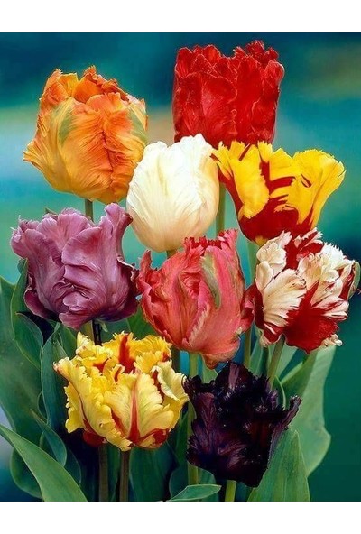 Lobelya Tohumculuk 10 Adet Karışık Renkli Fırfırlı Ithal Lale Çiçeği Soğanı Lobelya Tohumculuk 10 Adet Karışık Renkli Fırfırlı Ithal Lale Çiçeği Soğanı