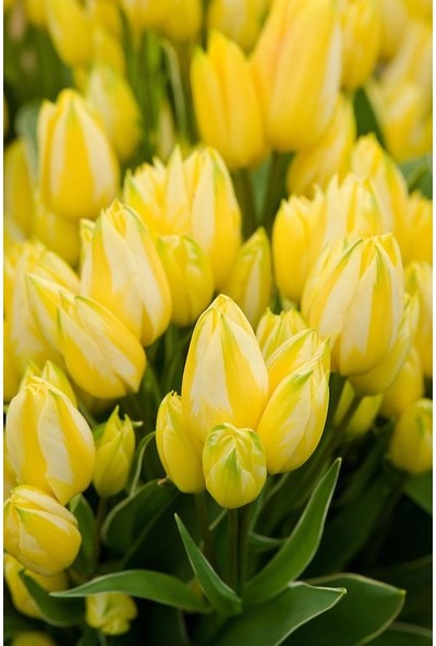 Lobelya Tohumculuk 5 Adet Sarı-Beyaz Renkli Lale Çiçeği Soğanı Kokulu