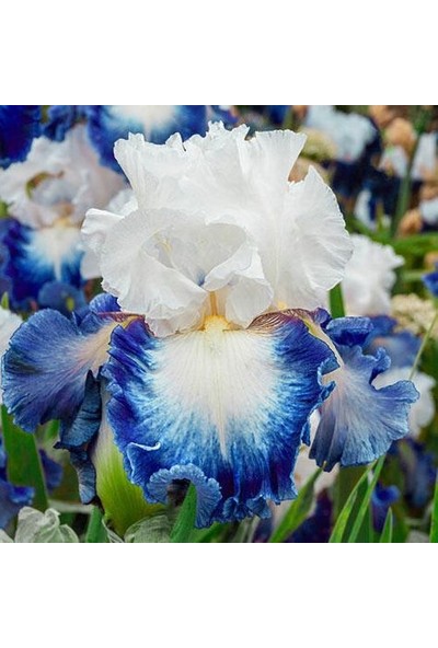 Lobelya Tohumculuk 2 Adet Mavi-Beyaz Göbekli Süsen Çiçeği Soğanı