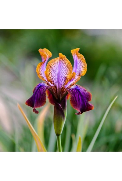 Lobelya Tohumculuk 2 Adet Özel Renkli Damarlı Süsen (Iris) Çiçeği Soğanı