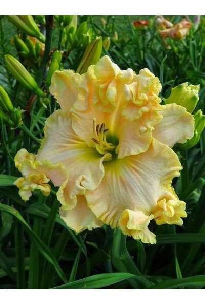 Lobelya Tohumculuk 3 Adet Soft Sarı Renkli Fırfılı Zambak Çiçeği Soğanı Kokulu