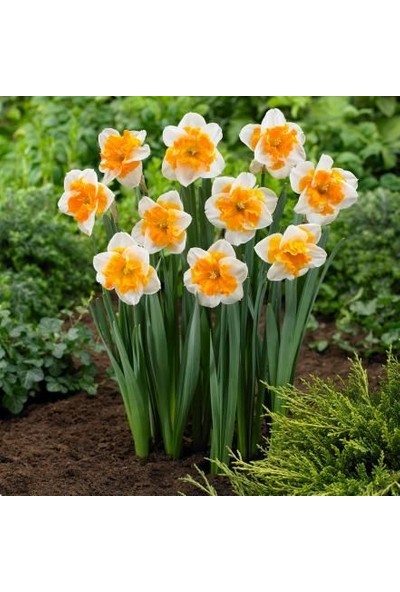 Lobelya Tohumculuk 4 Adet Beyaz-Sarı Göbekli Fırfırlı Nergis Çiçeği Soğanı Kokulu