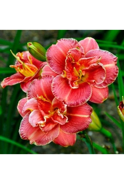 Lobelya Tohumculuk 3 Adet Şeker Pembesi Renkli Fırfırlı Zambak Çiçeği Soğanı Lobelya Tohumculuk 3 Adet Şeker Pembesi Renkli Fırfırlı Zambak Çiçeği Soğanı