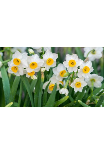 Lobelya Tohumculuk 4 Adet Beyaz-Sarı Göbekli Nergis Çiçeği Soğanı Kokulu
