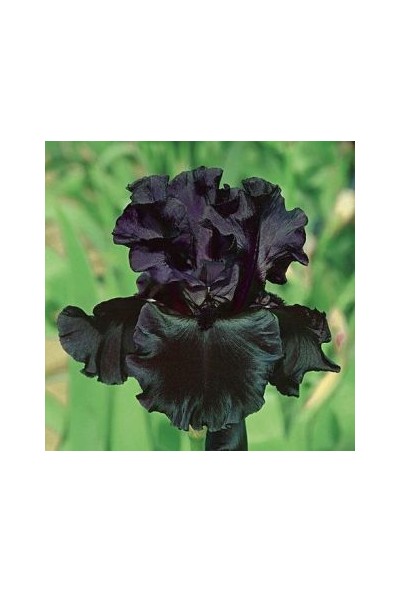 Lobelya Tohumculuk 2 Adet Inci Siyah Renkli Süsen Çiçeği Soğanı