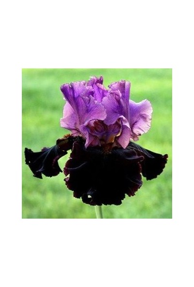 Lobelya Tohumculuk 2 Adet Siyah-Mor Göbekli Süsen Çiçeği Soğanı Lobelya Tohumculuk 2 Adet Siyah-Mor Göbekli Süsen Çiçeği Soğanı