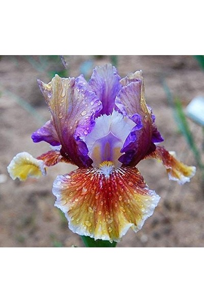 Lobelya Tohumculuk 2 Adet Gökkuşağı Renkli Süsen (Iris) Çiçeği Soğanı