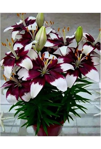 Lobelya Tohumculuk 3 Adet Çift Renkli Kokulu Zambak Çiçeği Soğanı