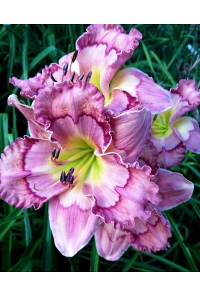 Lobelya Tohumculuk 3 Adet Üç Renkli Fırfırlı Zambak Çiçeği Soğanı Kokulu