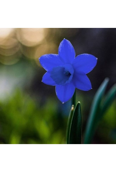 Lobelya Tohumculuk 4 Adet Mavi Renkli Nergis Çiçeği Soğanı Kokulu