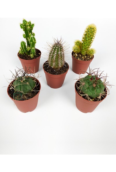 Toptan Kaktüs 5 Li Kaktüs Set