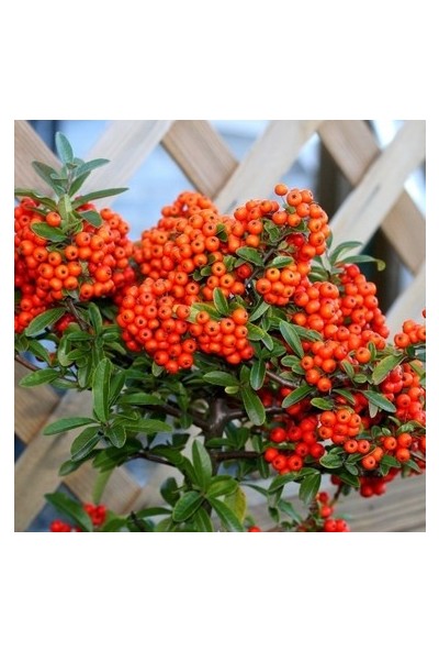 Tüplü Bodur Ateş Dikeni Fidanı( 3 Yaşında )