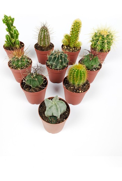 Cactus 10 Lu Kaktüs Set Özel Türler 5.5 cm Saksıda Cactus 10 Lu Kaktüs Set Özel Türler 5.5 cm Saksıda