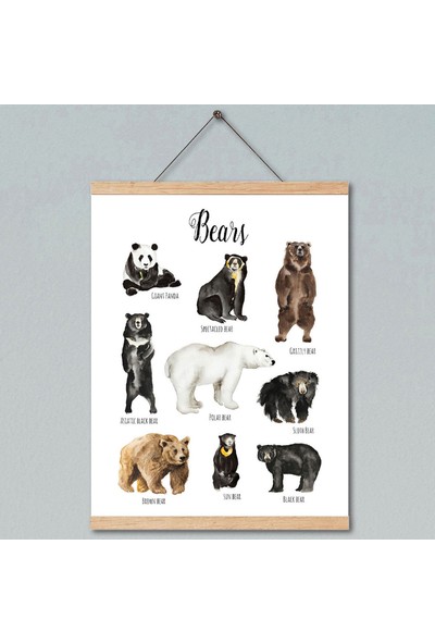 DekorLoft Dekor Loft Montessori Ingilizce Eğitici Poster Ayılar