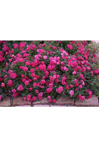 Knırps Aşılı Açık Köklü Gül Fidanı