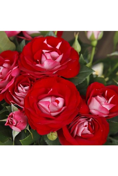 Rose Der Entheıt Aşılı Açık Köklü Gül Fidanı