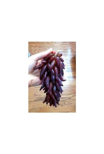 Yayla Tarım 3 Adet Üzüm Fidanı ( Cadı Parmağı ) Açık Kök 2 Yaş 50 cm Aşılı Yayla Tarım 3 Adet Üzüm Fidanı ( Cadı Parmağı ) Açık Kök 2 Yaş 50 cm Aşılı