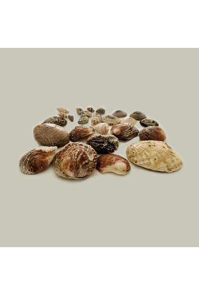 Night Butik Doğal Dekoratif, Süs ve Akvaryum Kabukları