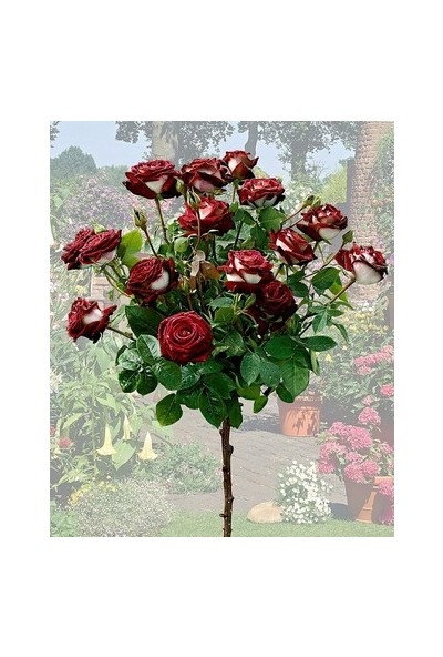 3 Adet Baston Gül Fidanı ( Bordo Beyaz ) Açık Kök 2 Yaş 35 cm Aşılı