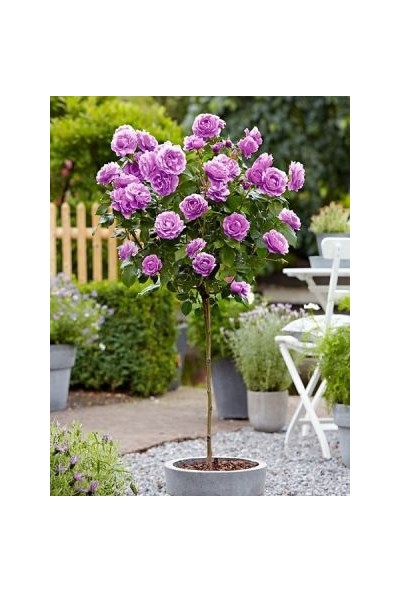 3 Adet Baston Gül Fidanı ( Lila Renk ) Açık Kök 2 Yaş 35 cm Aşılı 3 Adet Baston Gül Fidanı ( Lila Renk ) Açık Kök 2 Yaş 35 cm Aşılı