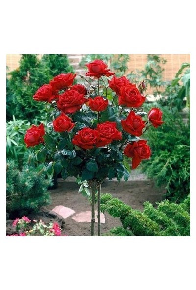 3 Adet Baston Gül Fidanı ( Kırmızı Renk ) Açık Kök 2 Yaş 35 cm Aşılı