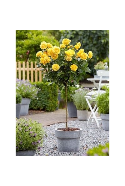 3 Adet Baston Gül Fidanı ( Sarı Renk ) Açık Kök 2 Yaş 35 cm Aşılı