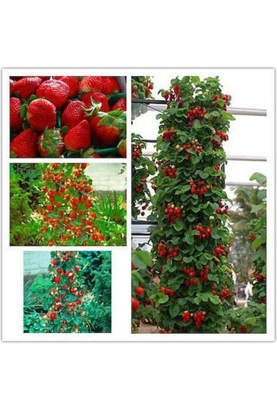 Köy Tohumları 25 Adet Nadir Alman Çilek Ağacı Tohumu Yediveren Uzun Çilek Tohumu Hediye Tohumludur Köy Tohumları 25 Adet Nadir Alman Çilek Ağacı Tohumu Yediveren Uzun Çilek Tohumu Hediye Tohumludur