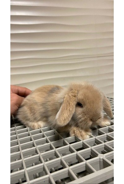 A.C.E.K Plastik 50X50 Ölçü Plastik Tavşan Kafesi Taban Izgarası 1 Mt2 [4 Adet]