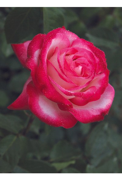 Lıberty Bell Aşılı Açık Köklü Gül Fidanı