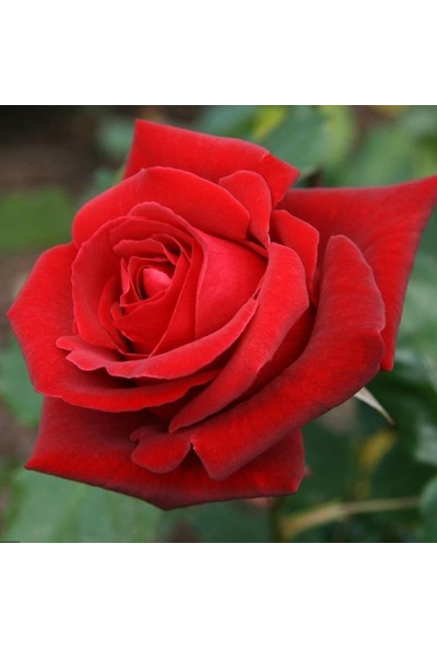 Nandina Botanik Mumyalı (Mumlu) Kırmızı Gül Fidanı-4 Mevsim Dikilebilir