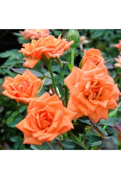 Mumyalı (Mumlu) Turuncu Gül Fidanı-4 Mevsim Dikilebilir Mumyalı (Mumlu) Turuncu Gül Fidanı-4 Mevsim Dikilebilir