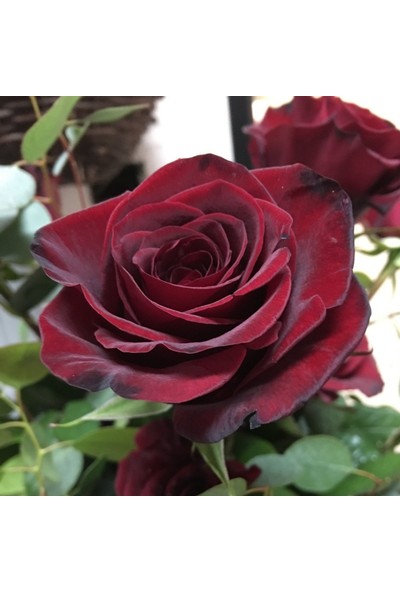 Mumyalı (Mumlu) Kadife Kırmızı Gül Fidanı-4 Mevsim Dikilebilir